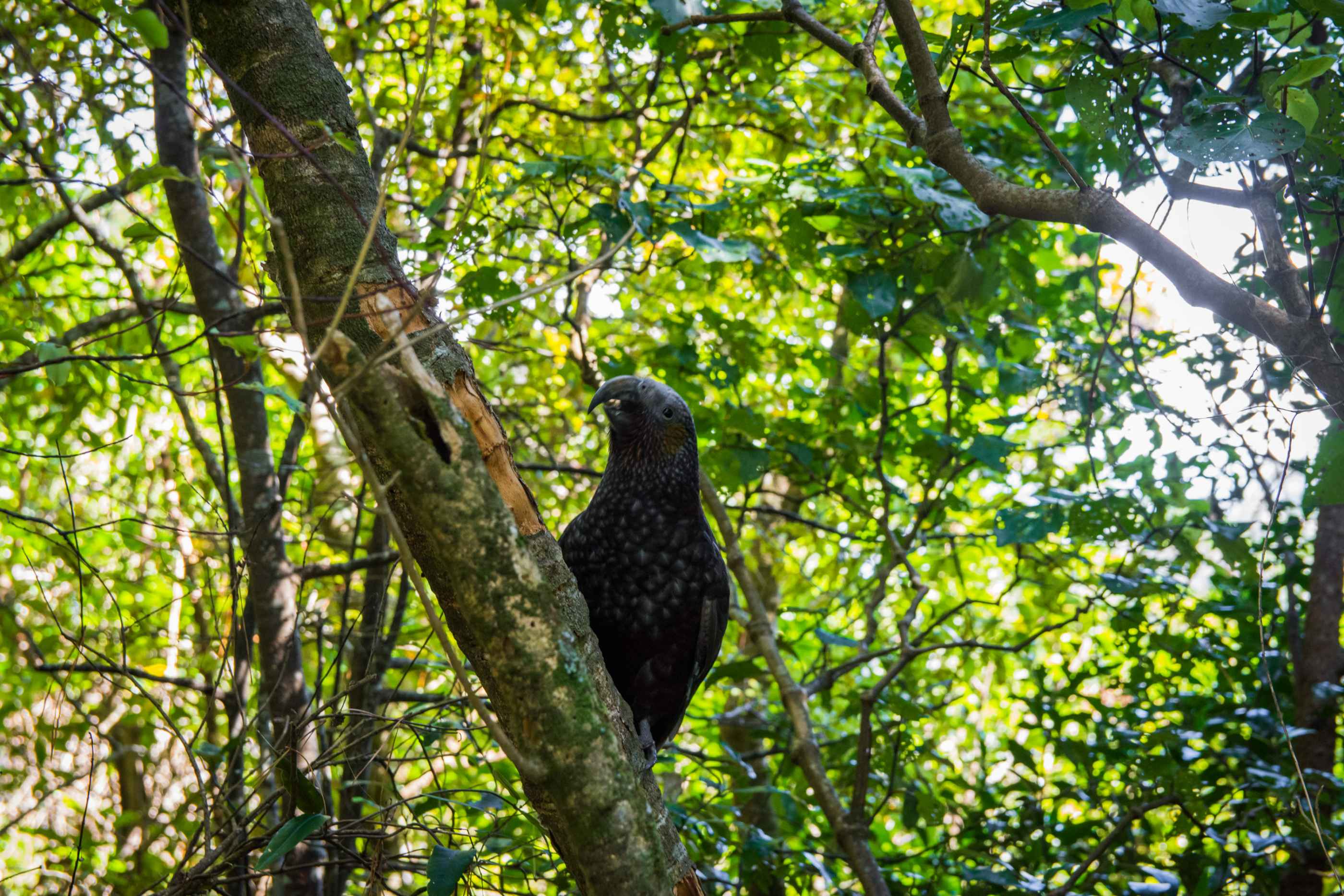 Wellington : Zealandia, la pleine nature au cœur de la ville ...
