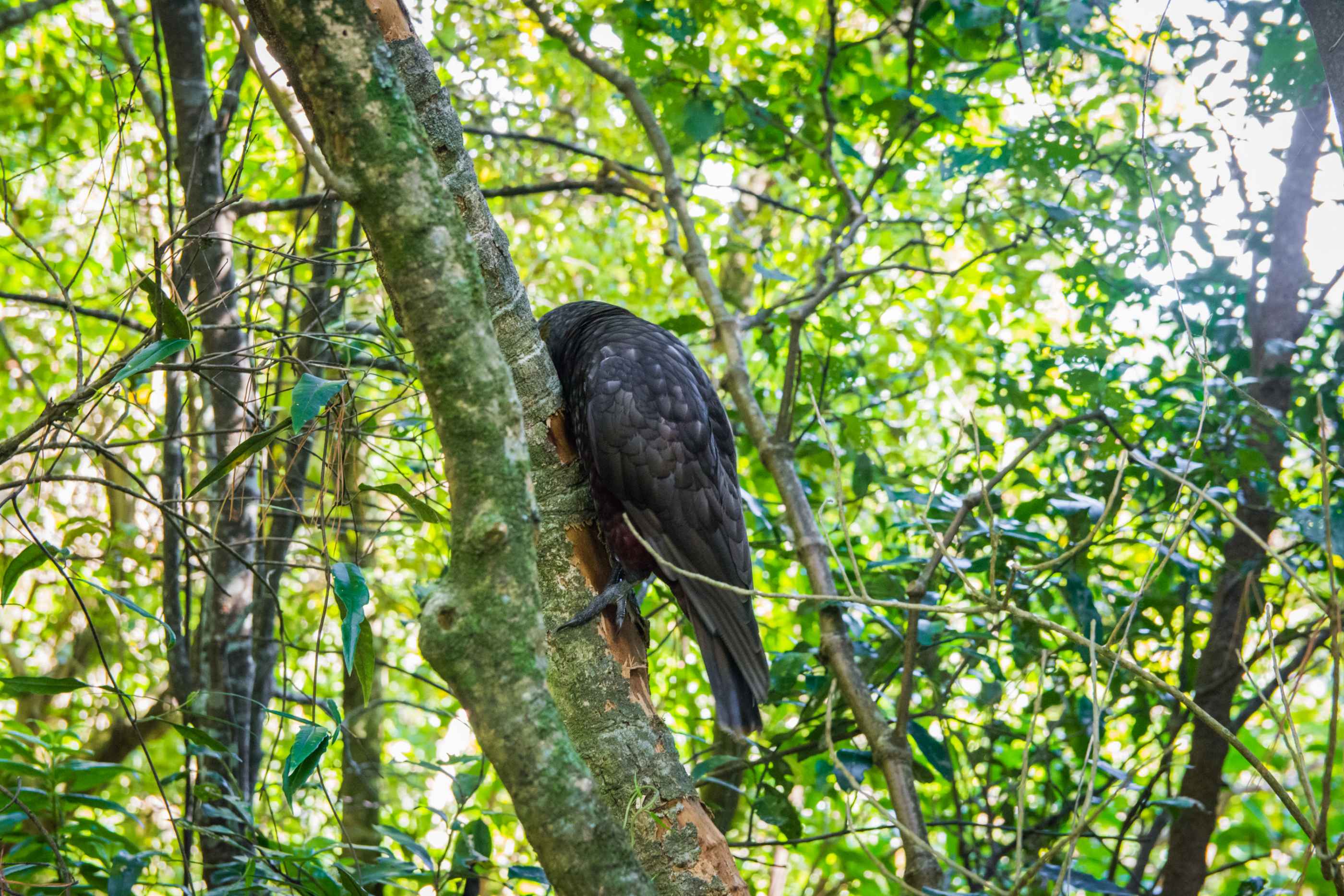 Wellington : Zealandia, la pleine nature au cœur de la ville ...