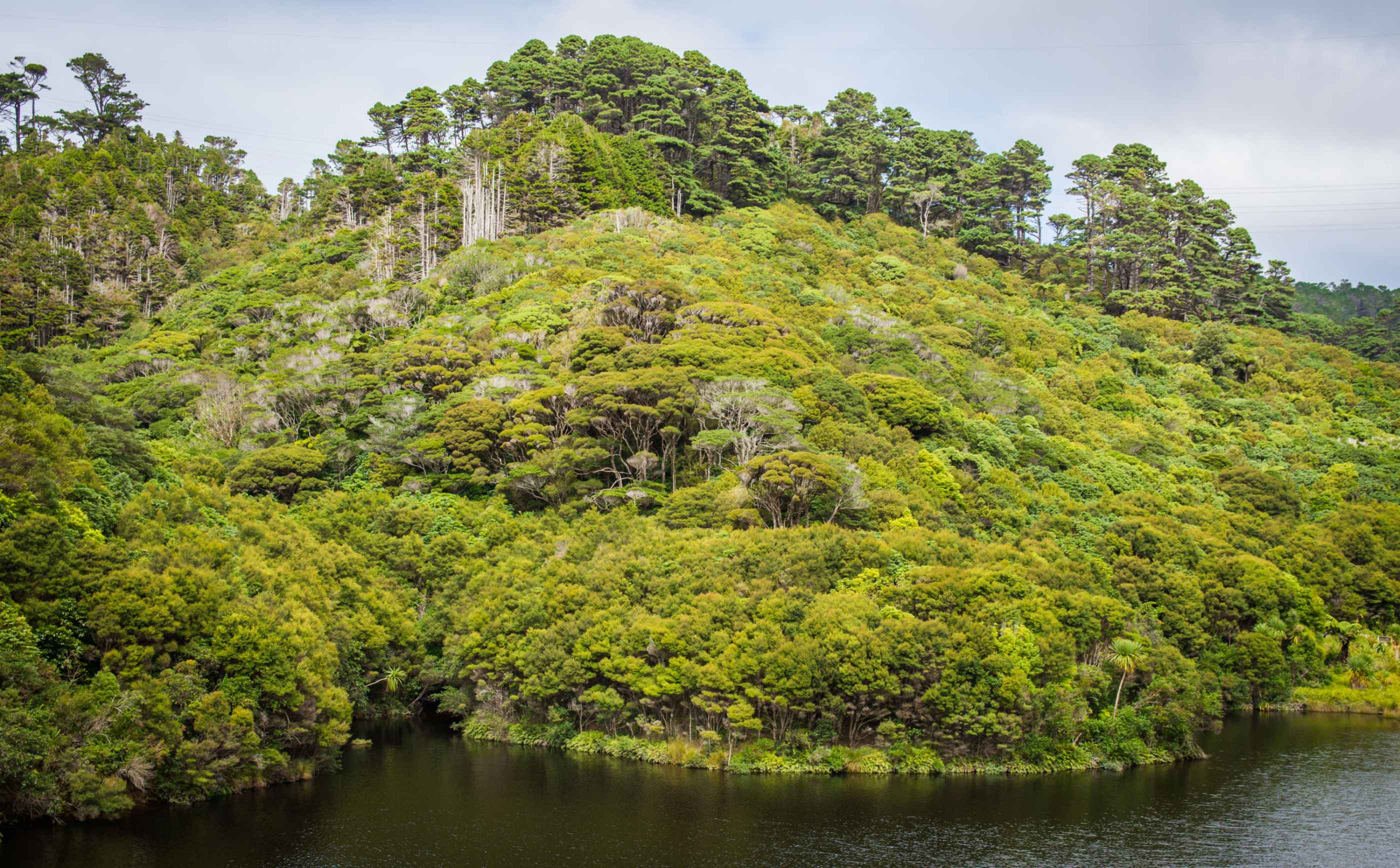 Wellington : Zealandia, la pleine nature au cœur de la ville ...