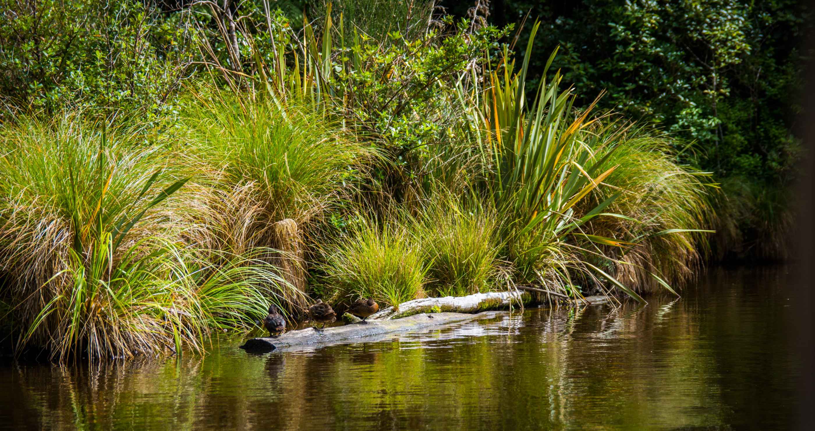 Wellington : Zealandia, la pleine nature au cœur de la ville ...